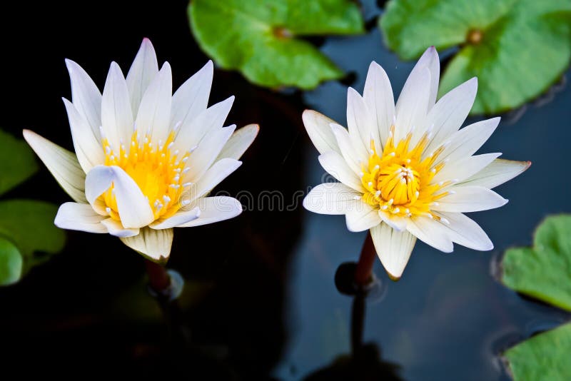 Two blooming lotuses stock image. Image of closeup, natural - 23170969