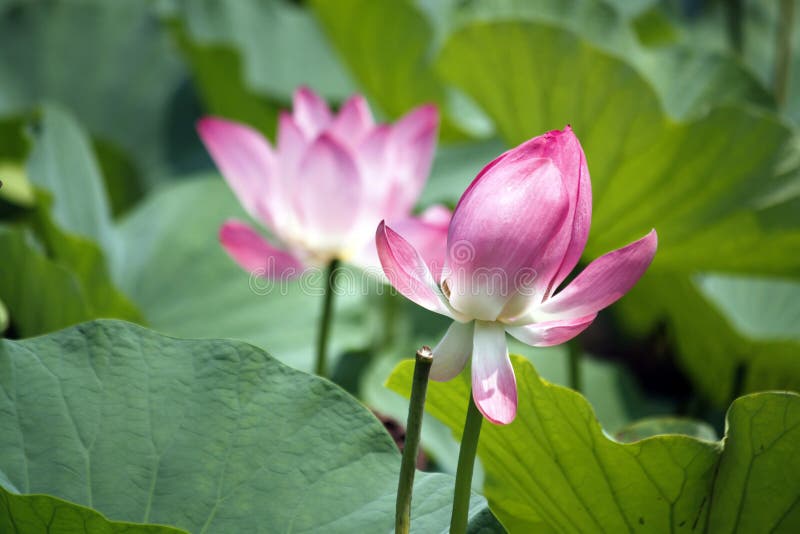 Blooming lotus stock image. Image of cherry, full, bath - 171639785