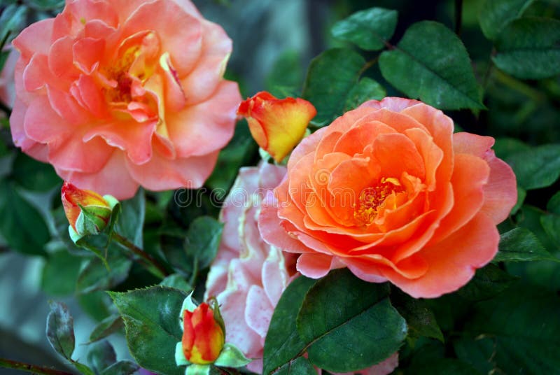 Two Blossoming Orange Roses from the Garden. Stock Photo - Image of ...