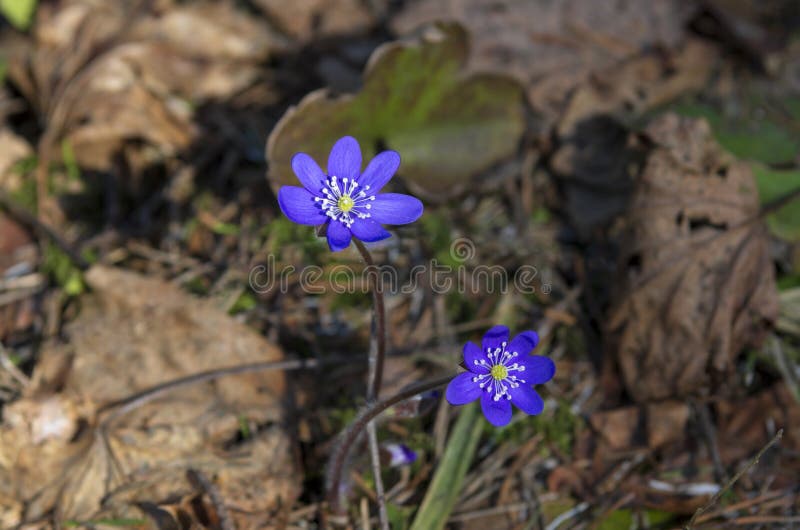 Two Blue Buds of Hepatica Noble in Spring Stock Image - Image of ...