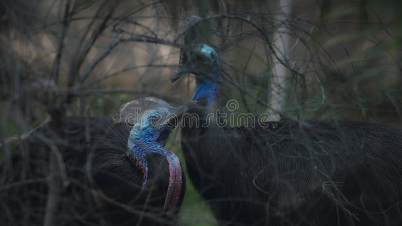 Two Blue Cassowaries Behind Tangled Tree Stock Footage - Video of rare ...