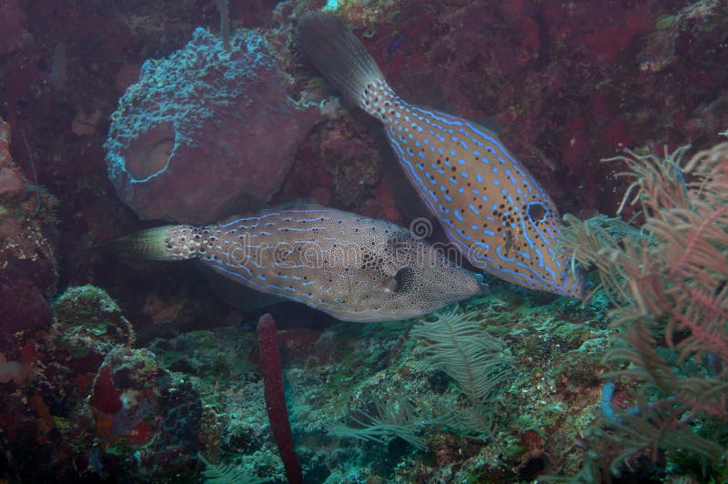 Two blue cow fish stock photo. Image of underwater, small - 18045618
