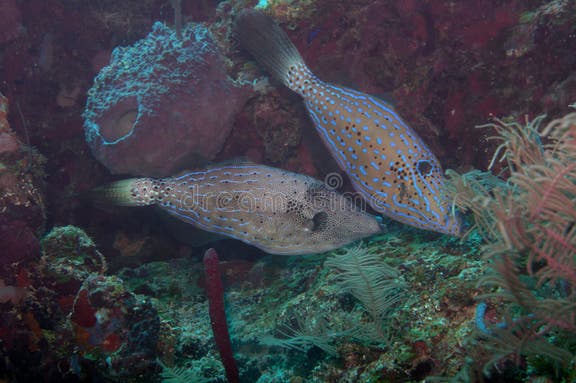 Two blue cow fish stock photo. Image of underwater, small - 18045618