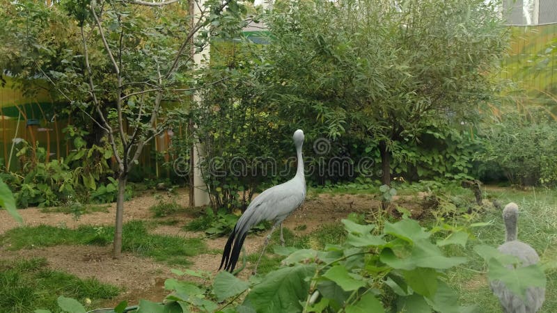 Two Blue Cranes Walking in a Zoo Enclosure with Greenery Around. the ...