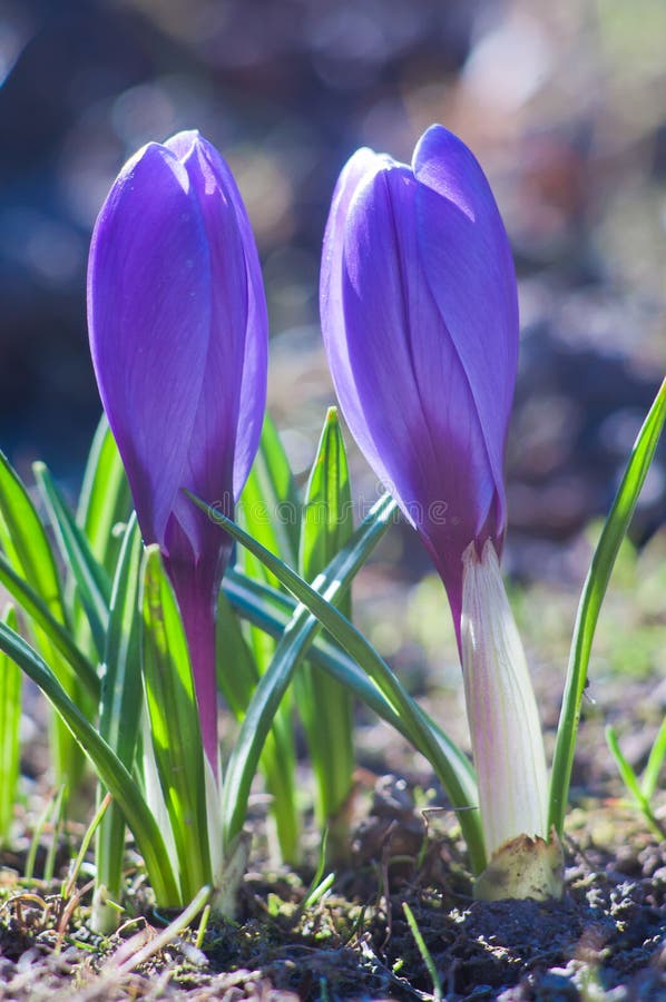 Blue Crocus with Drops of Water in Green Grass Stock Photo - Image of ...