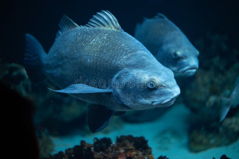 Two Blue Fish Swimming in the Ocean Stock Photo - Image of eukaryotic ...