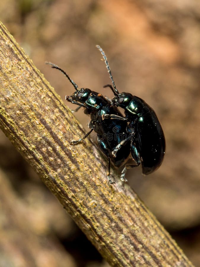 Flea beetle mating stock image. Image of life, mating - 110800763