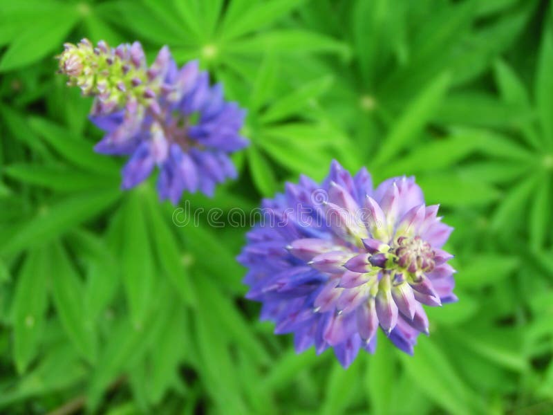 Two blue flowers stock photo. Image of background, gardening - 893688