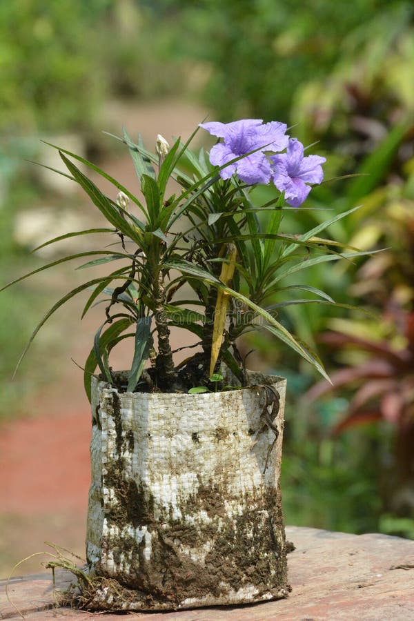 A Beautiful Plant. Two Blue Flowers on a Small Plant. Stock Image ...