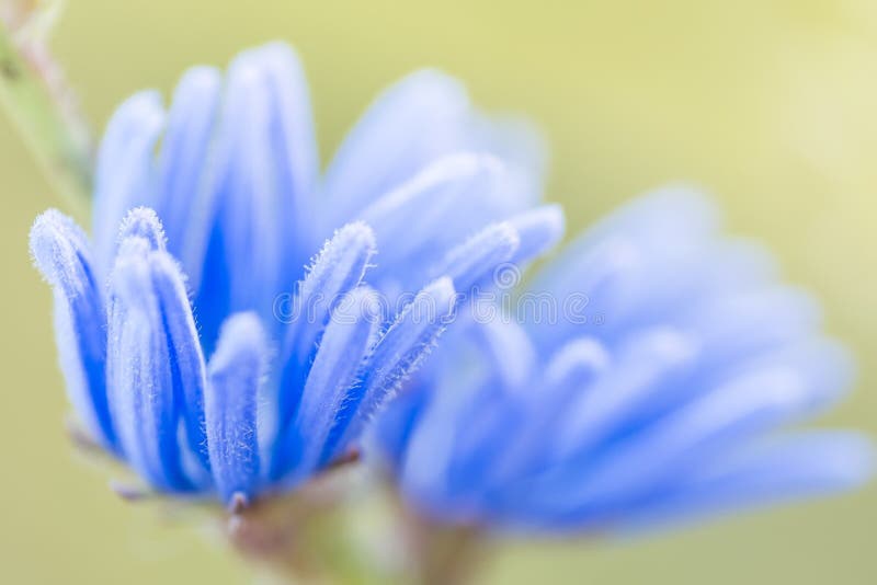 Two Blue flowers stock photo. Image of botanic, background - 43136564