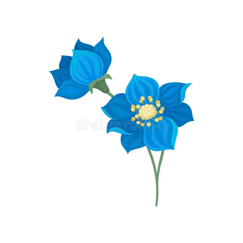 Two Blue Flowers on the Stem. Vector Illustration on White Background ...