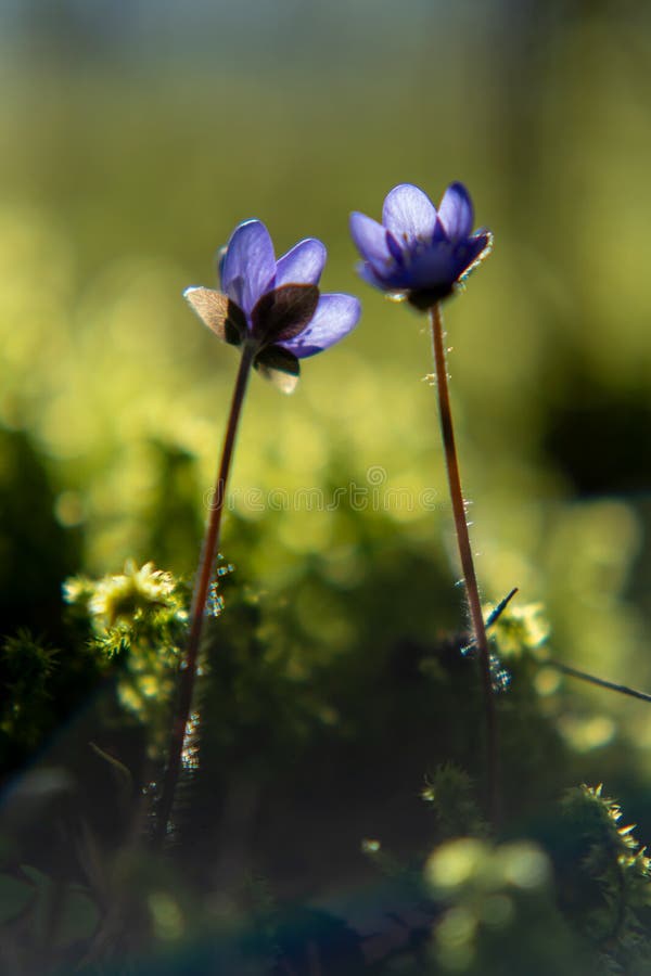 Two blue flowers stock image. Image of blue, flowers - 146644669