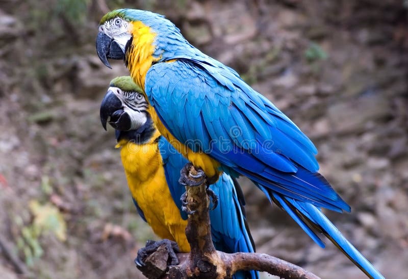 Two macaws stock image. Image of wilderness, wild, macaws - 4114877