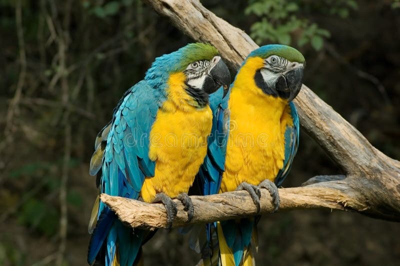 Two macaws stock image. Image of wilderness, wild, macaws - 4114877