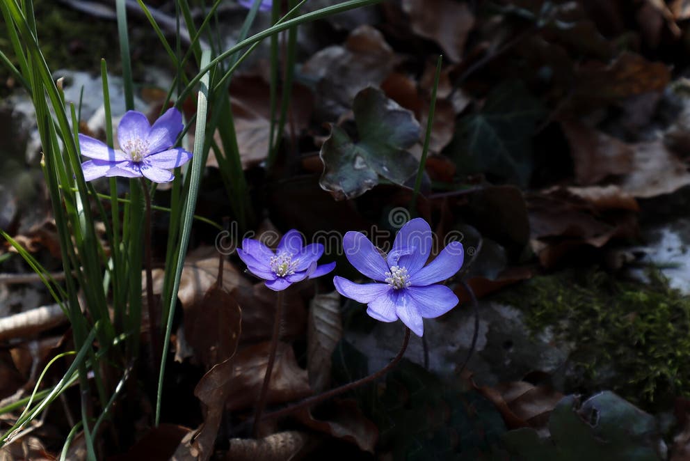 Two Blue Hepatica Growing in Forest Stock Image - Image of blossom ...
