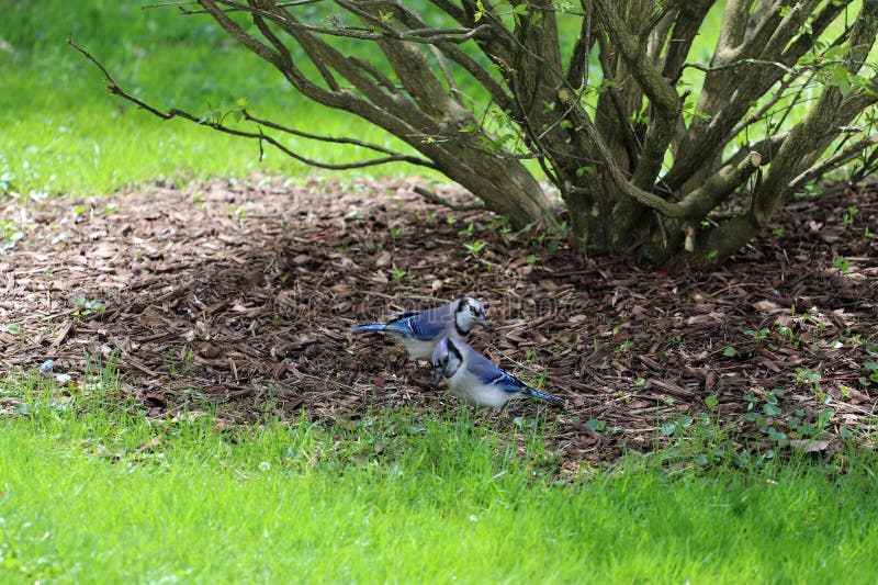 Two Blue Jays stock photo. Image of feeding, bird, blue - 272094566