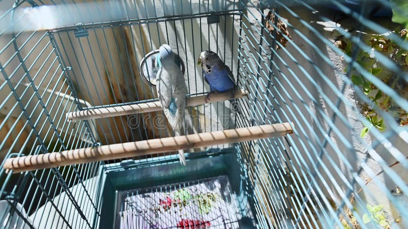 Two Blue Parakeets in a Cage Stock Video - Video of talking, whistling ...