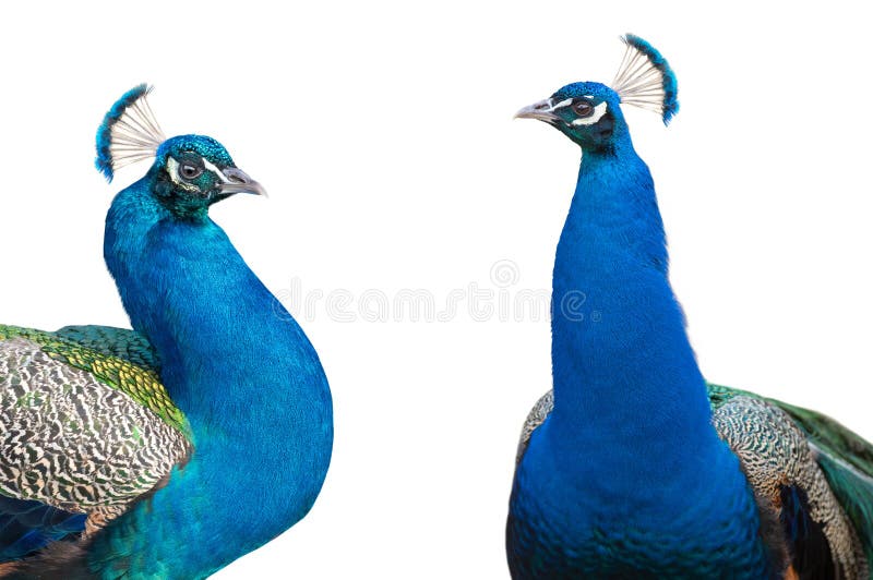 Two Blue Peacock Portrait Isolated on White Background Stock Photo ...