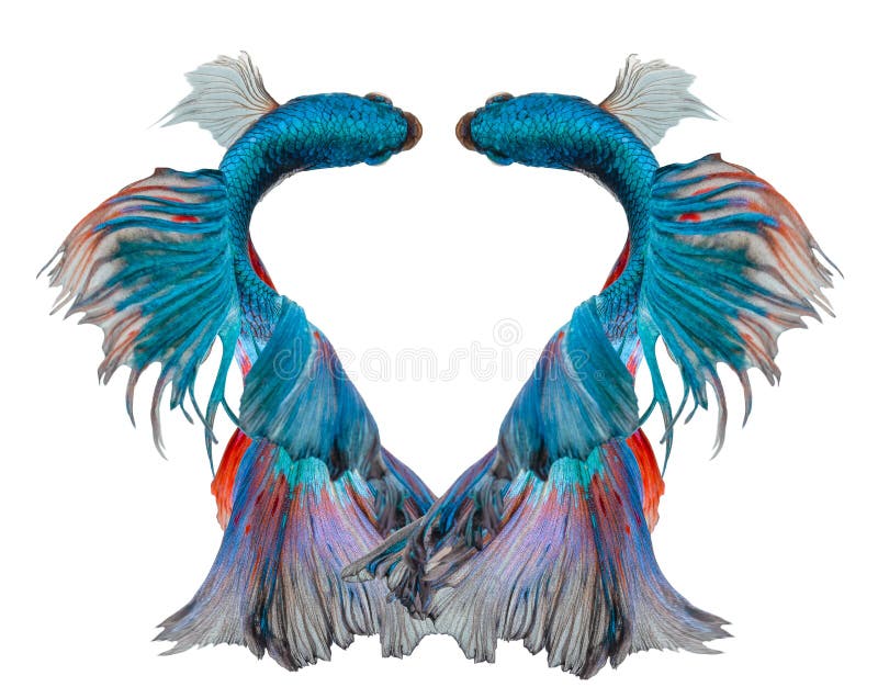 Two Blue Red Betta are Fighting. Betta Fish Shaped Like a Heart ...