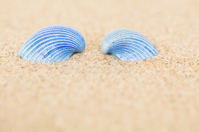 Two Blue Shells on Beach Sand Stock Photo - Image of sand, copyspace ...