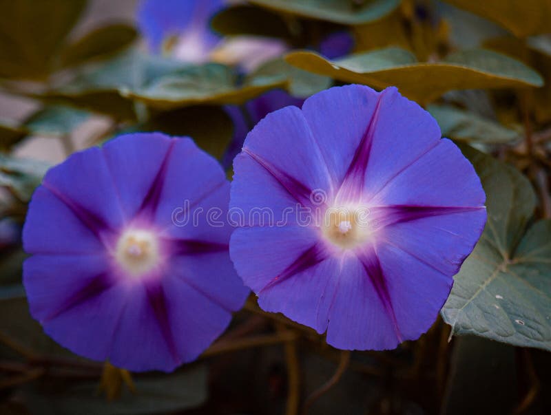 Two Blue Stars among the Foliage Stock Image - Image of macro, glory ...