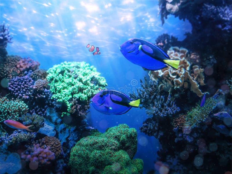 Two Blue Tang Fish Swimming in Coral Reef Stock Photo - Image of ...