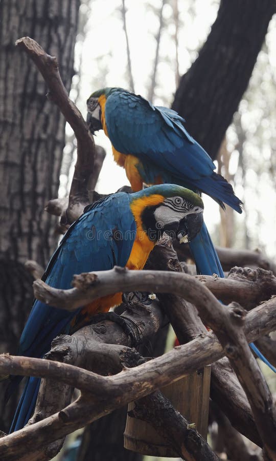 Two Blue and Yellow Macaws Perched on a Tree Branch in he Zoo Stock ...