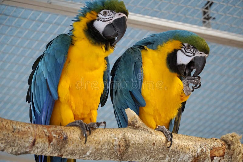 Two Blue and Yellow Macaws Perching on a Branch Stock Photo - Image of ...