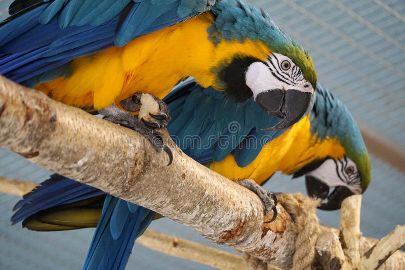 Two Blue and Yellow Macaws Perching on a Branch Stock Photo - Image of ...