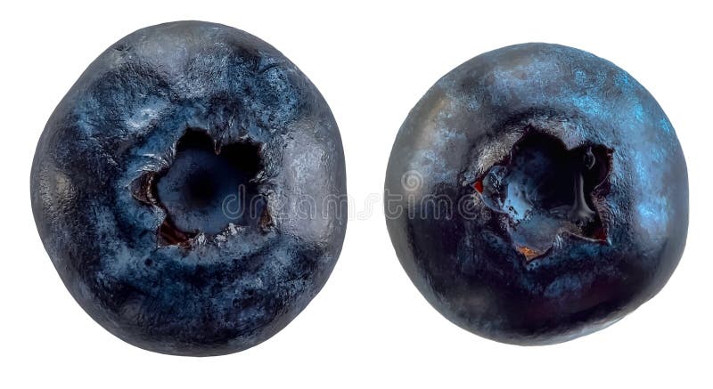 Two Blueberries on a White Background Stock Image - Image of tasty ...