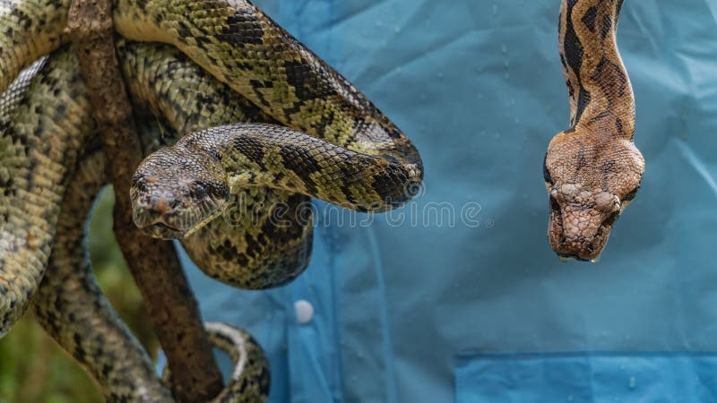 Boa Constrictor Wrapped Stock Photos - Free & Royalty-Free Stock Photos ...