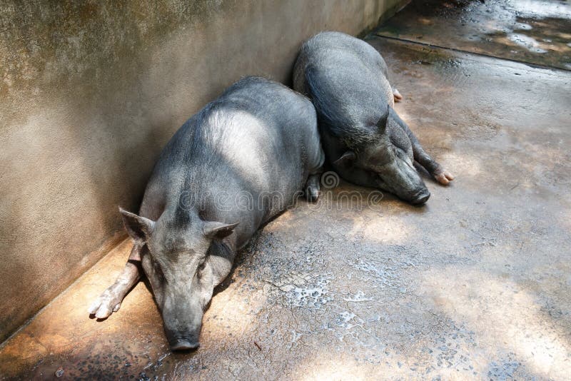 Two boars sleeping. stock photo. Image of closeup, floor - 89952332