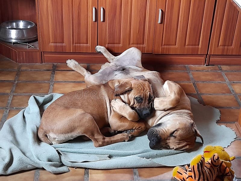 Two Boerboel Puppies Resting Stock Image - Image of happy, resting ...