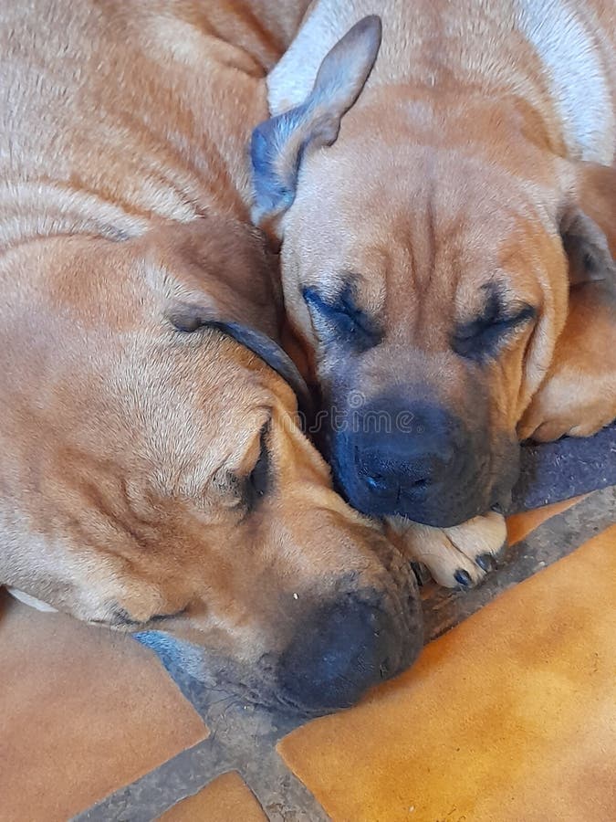 Boerboel Sleep Stock Photos - Free & Royalty-Free Stock Photos from ...