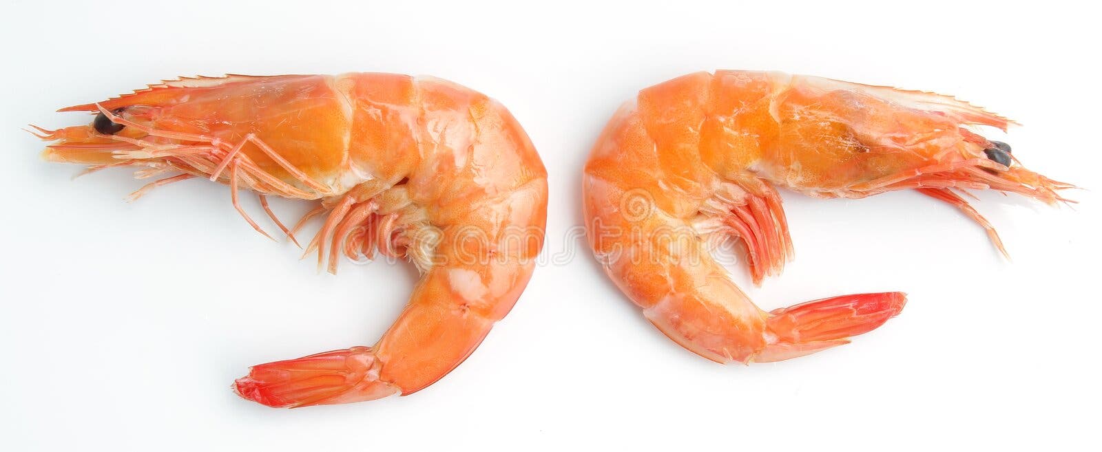 Boiled shrimp stock image. Image of shrimp, shellfish - 26215973