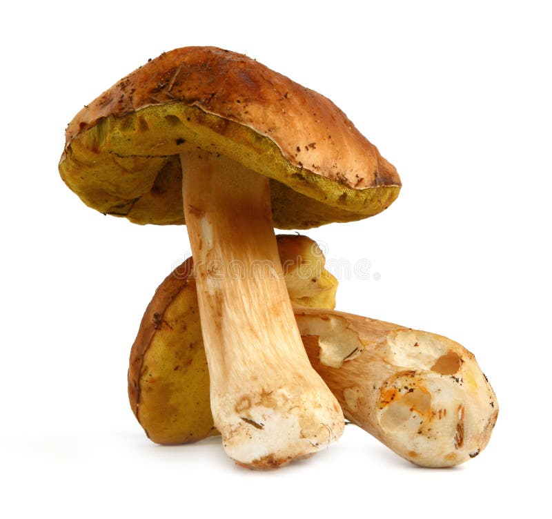 Boletus stock image. Image of boletus, forest, food - 108903423