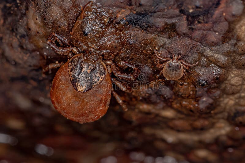 Two Bont Ticks stock photo. Image of bloodsucker, amphibian - 241077356