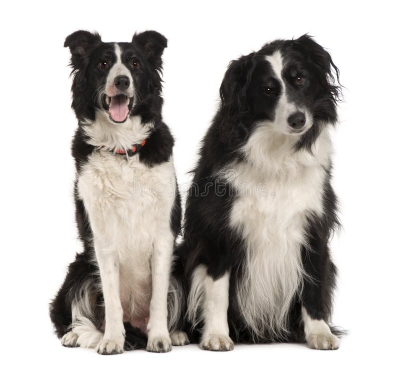 Border collies pack stock photo. Image of obedience, brother - 509770