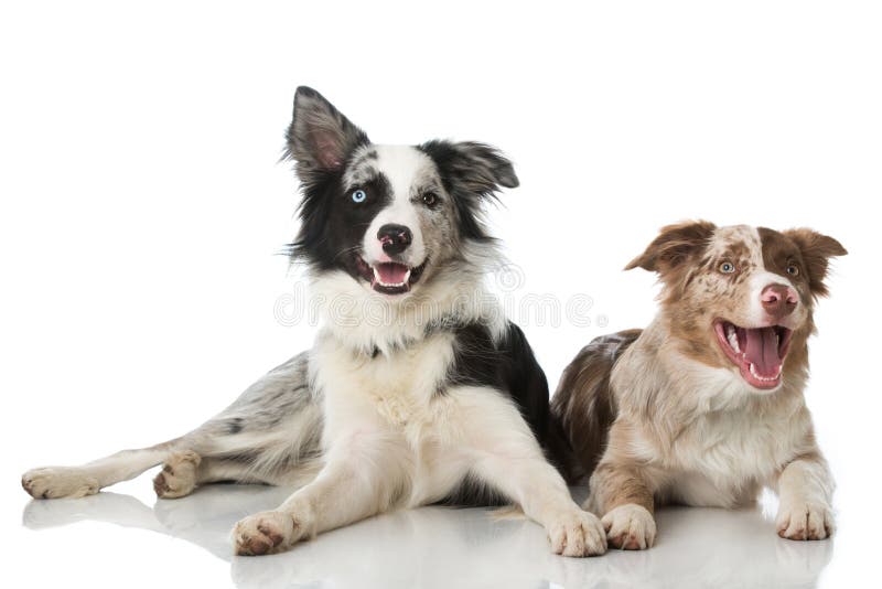 Two border collie dogs stock photo. Image of frontal - 59990702