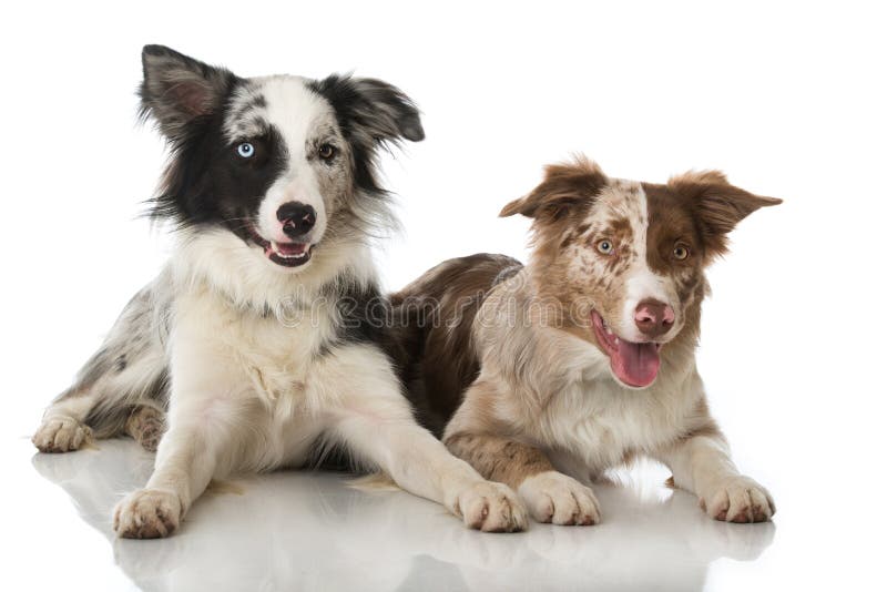 Two border collie dogs stock image. Image of funny, collie - 59990703
