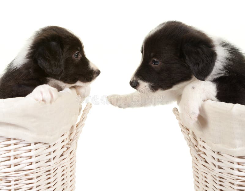 Two border collie pups stock photo. Image of cute, isolated - 23639024