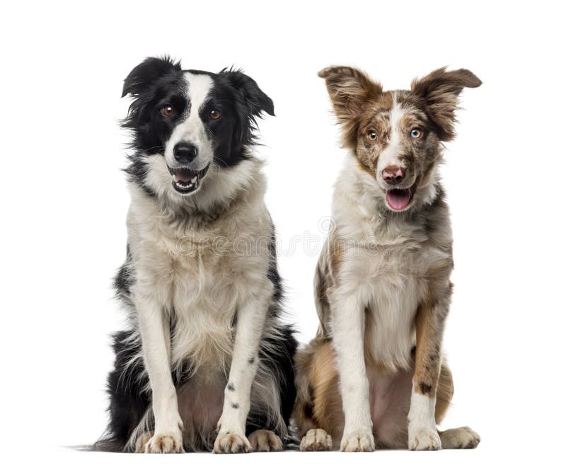 2 border collies stock image. Image of portrait, mate, waiting - 494447