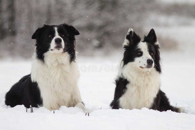 Two border collies lying stock image. Image of beautiful - 100444205