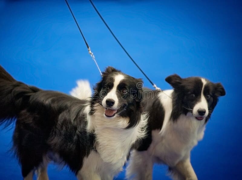 Two Border Collies Portrait at the Prize Ring on Dog Show Stock Photo ...