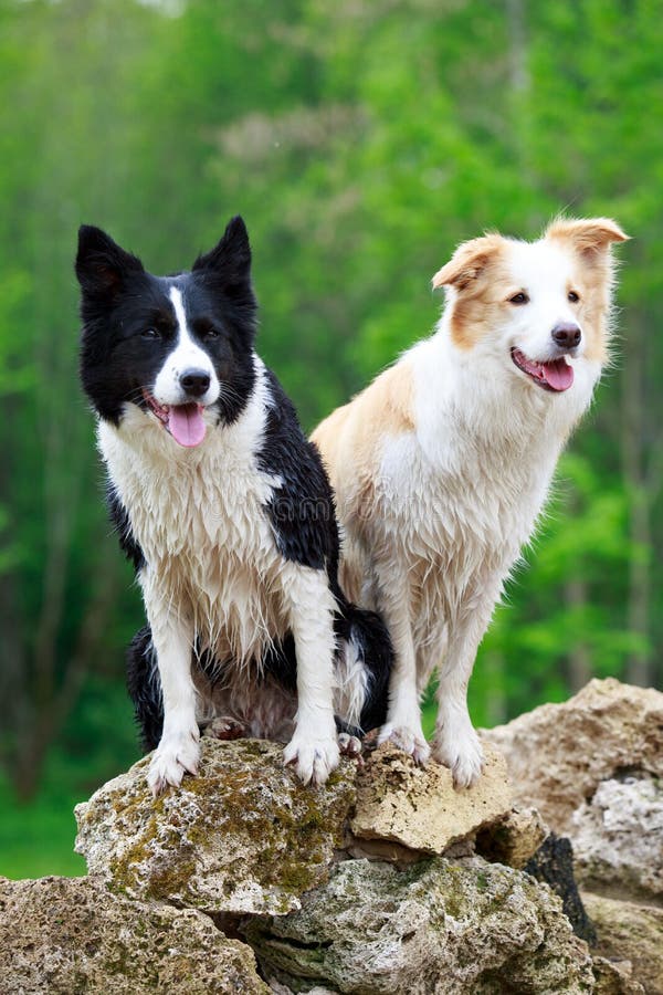 Two Border Collies stock photo. Image of grass, collies - 32053458
