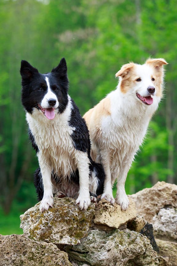 Two Border Collies stock photo. Image of grass, collies - 32053458