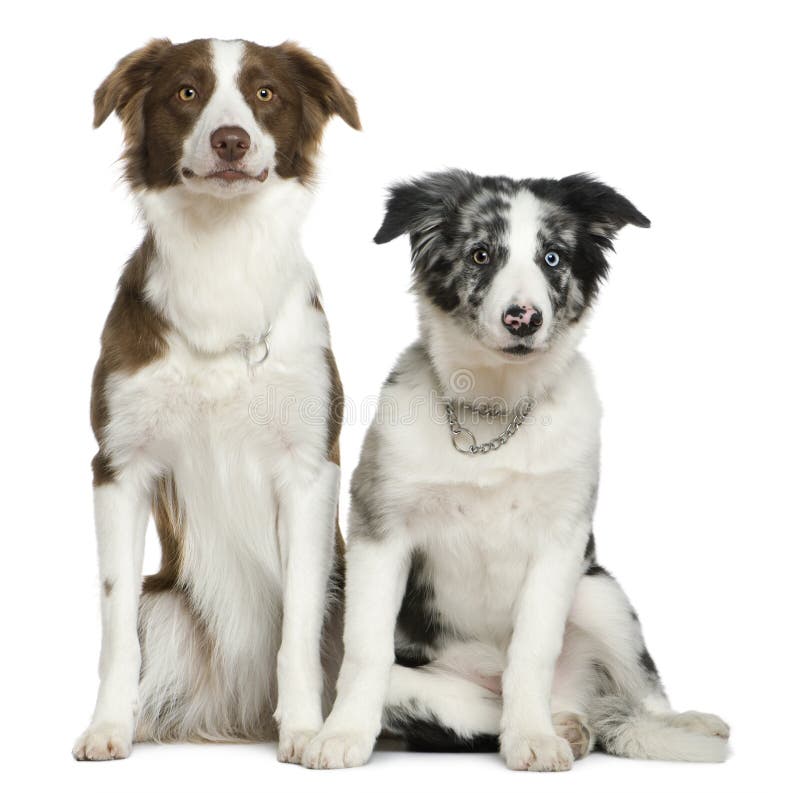 Two Border Collies In A Studio, Training Dogs Stock Image - Image of ...