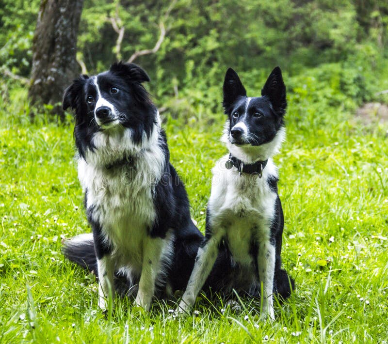 Two border collies stock image. Image of happy, young - 111463607