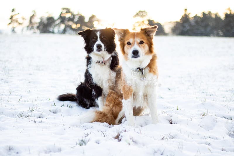 314 Two Border Collies Stock Photos - Free & Royalty-Free Stock Photos ...
