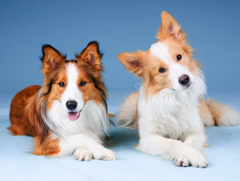 Two Border Collies in a Studio, Training Dogs Stock Image - Image of ...